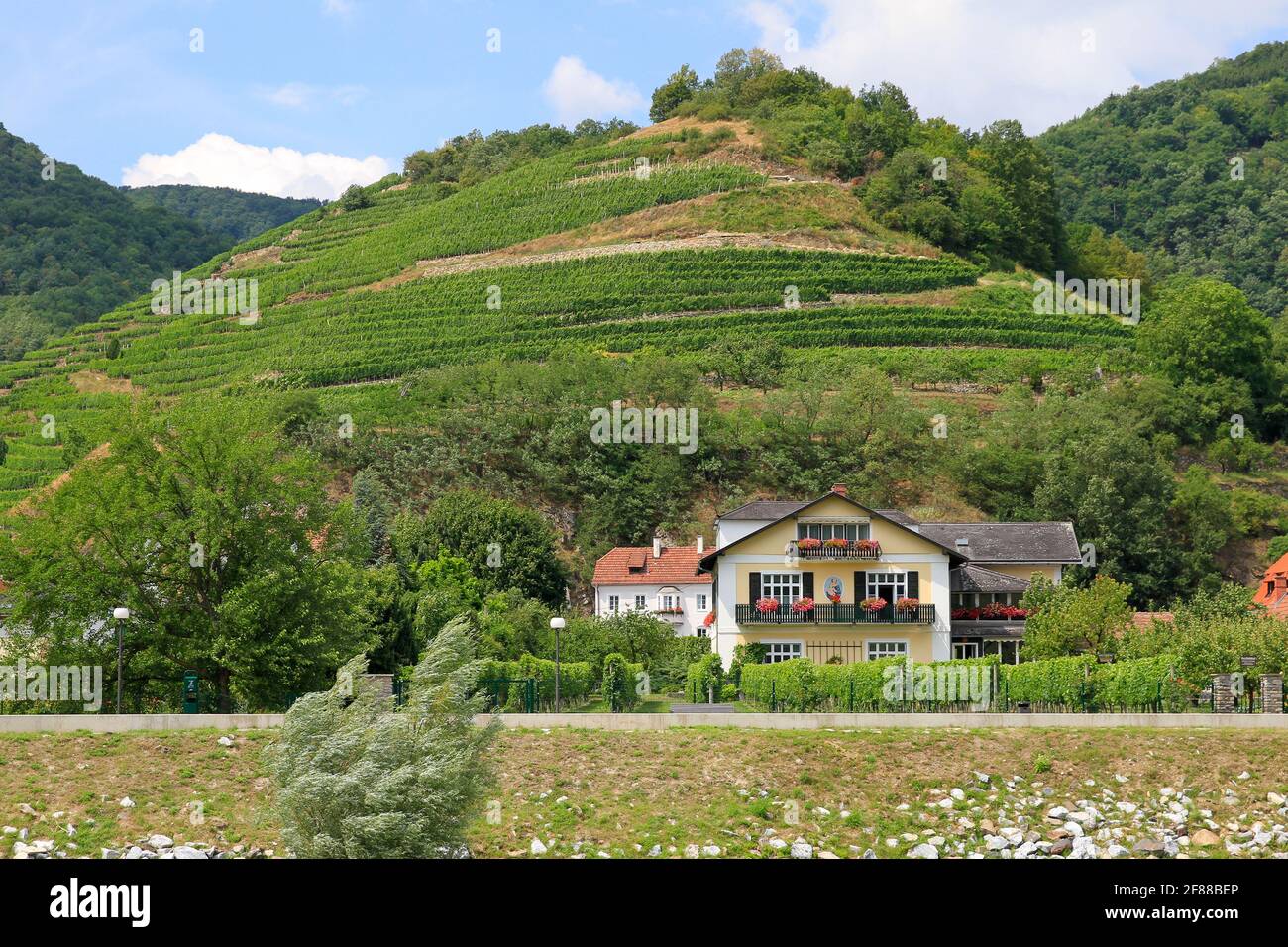 Hillside Vineyard along the Danube River with Blue Sky not far outside ...