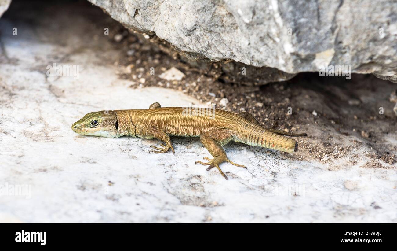 Lebanon lizard (phoenicolacerta laevis) with a cut tail, Lebanon Stock ...