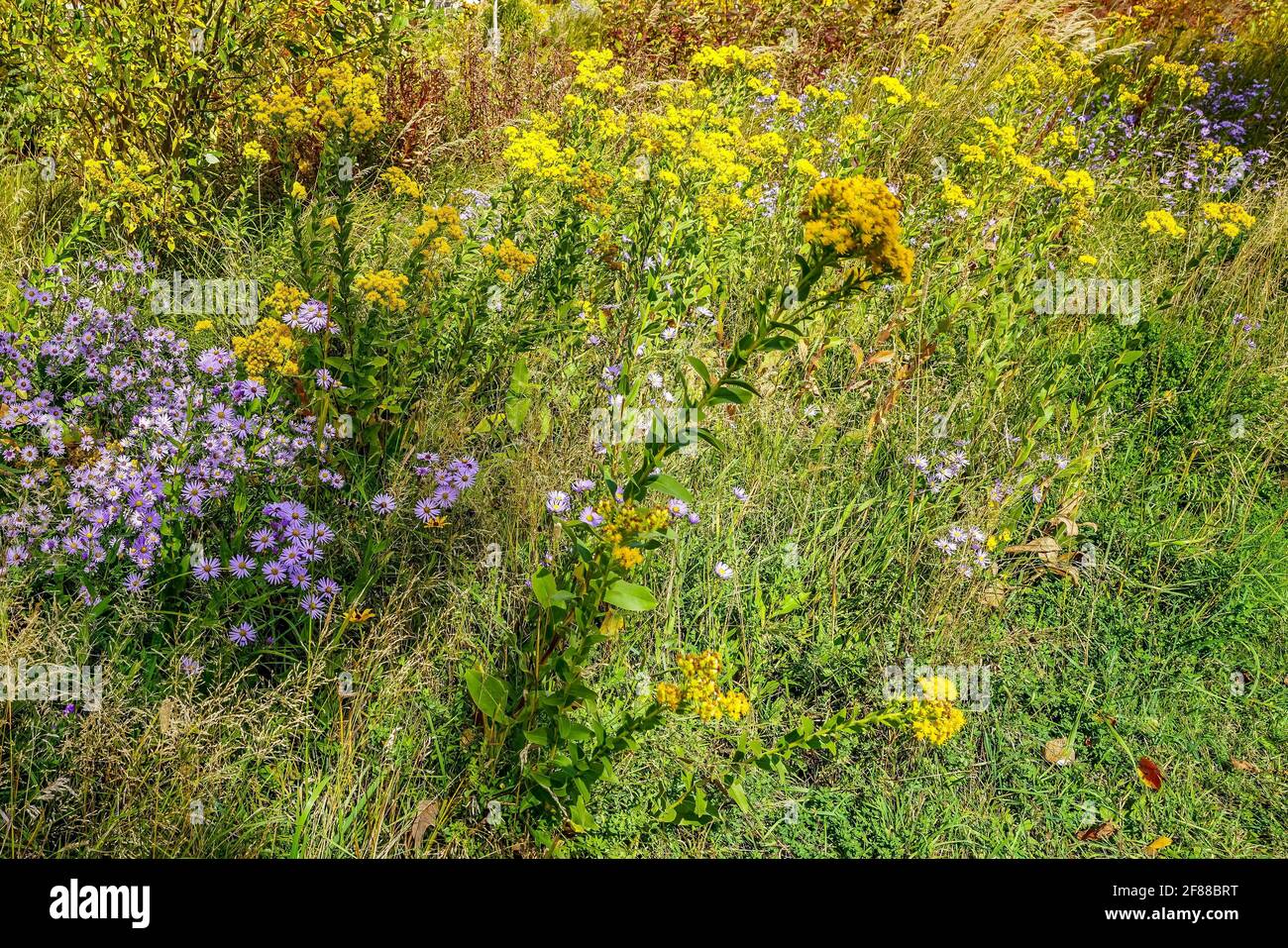 Field of yellow and lavender wildflowers growing in Northern Minnesota ...