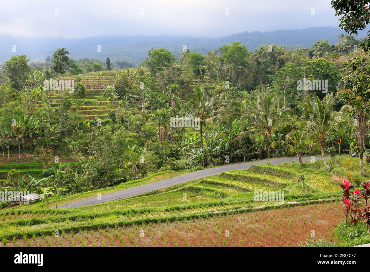 Terraced rice fields with palms and foliage of Bali, Indonesia Stock ...