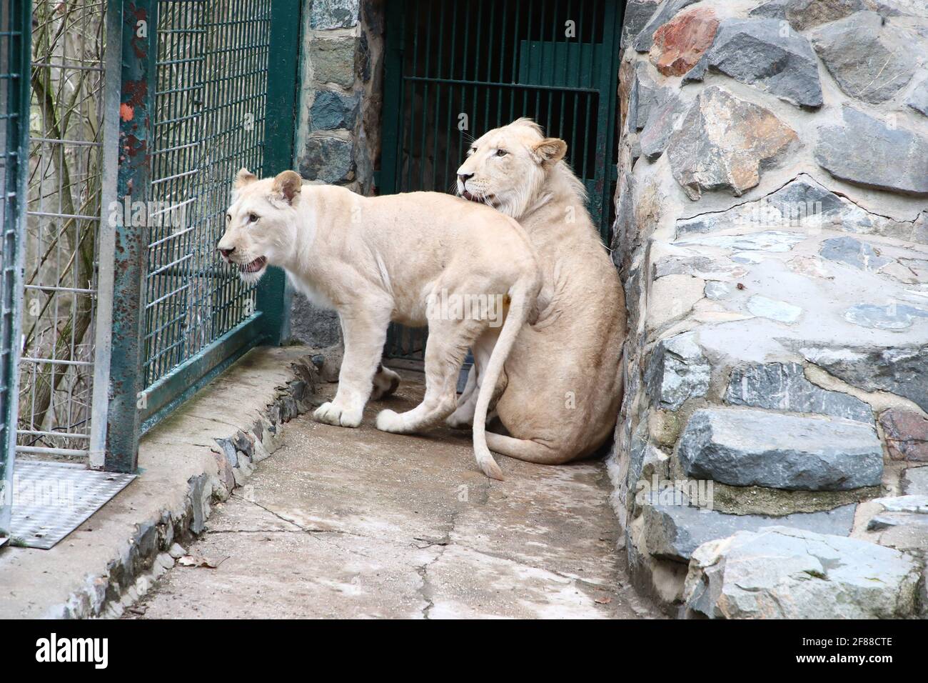 Gera, Germany. 12th Apr, 2021. The white lion Mufassa and the white lioness Sari explore their ...