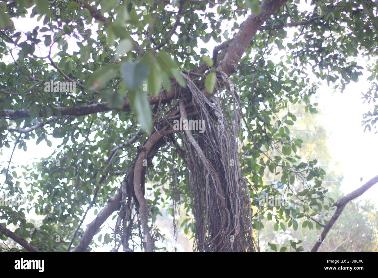 The beautiful and natural big tree in the jungle Stock Photo - Alamy