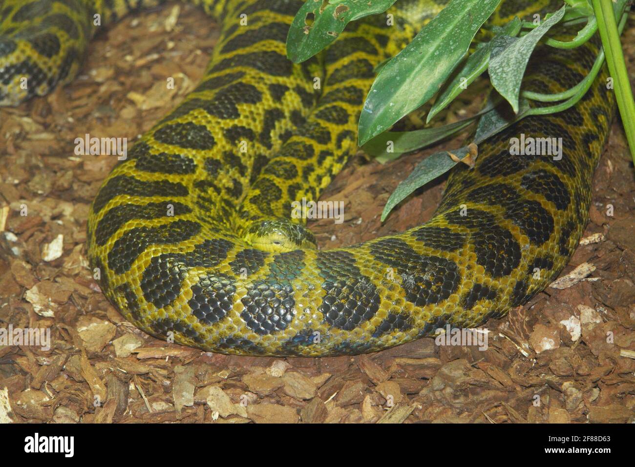 The yellow anaconda (Eunectes notaeus), is a kind from the family of ...