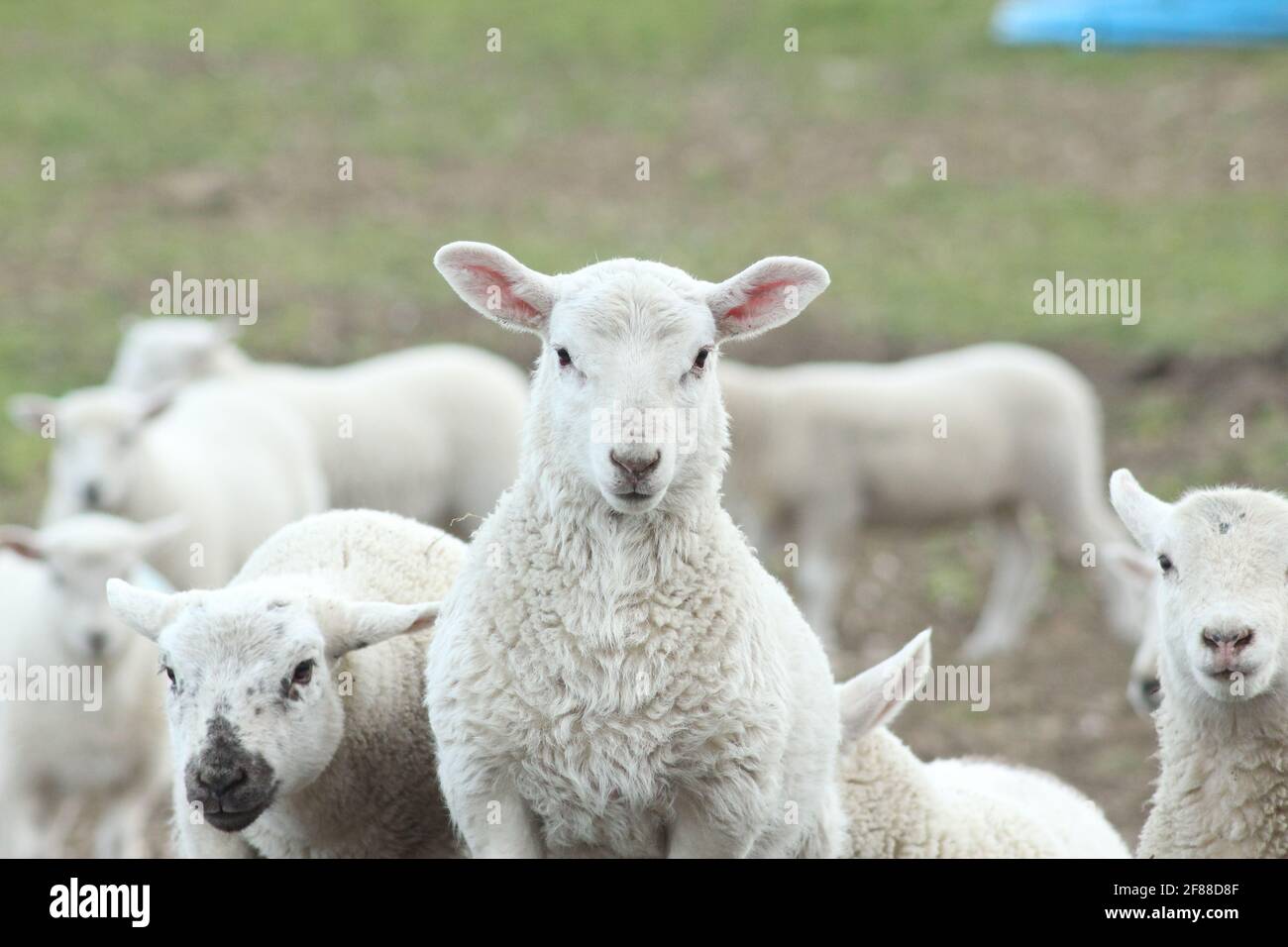 Grassfed lamb hi-res stock photography and images - Alamy
