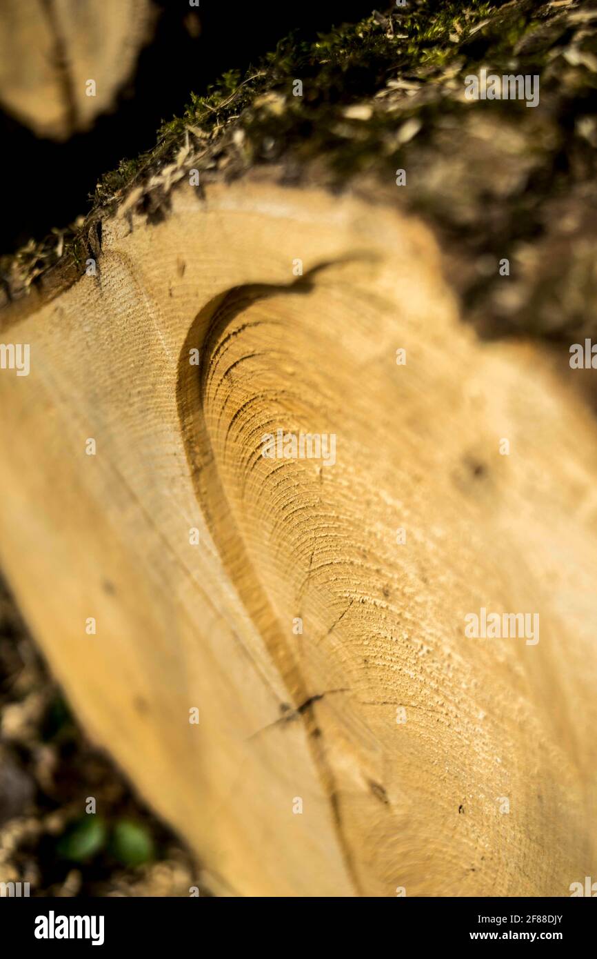 Chainsaw cut marks hi-res stock photography and images - Alamy