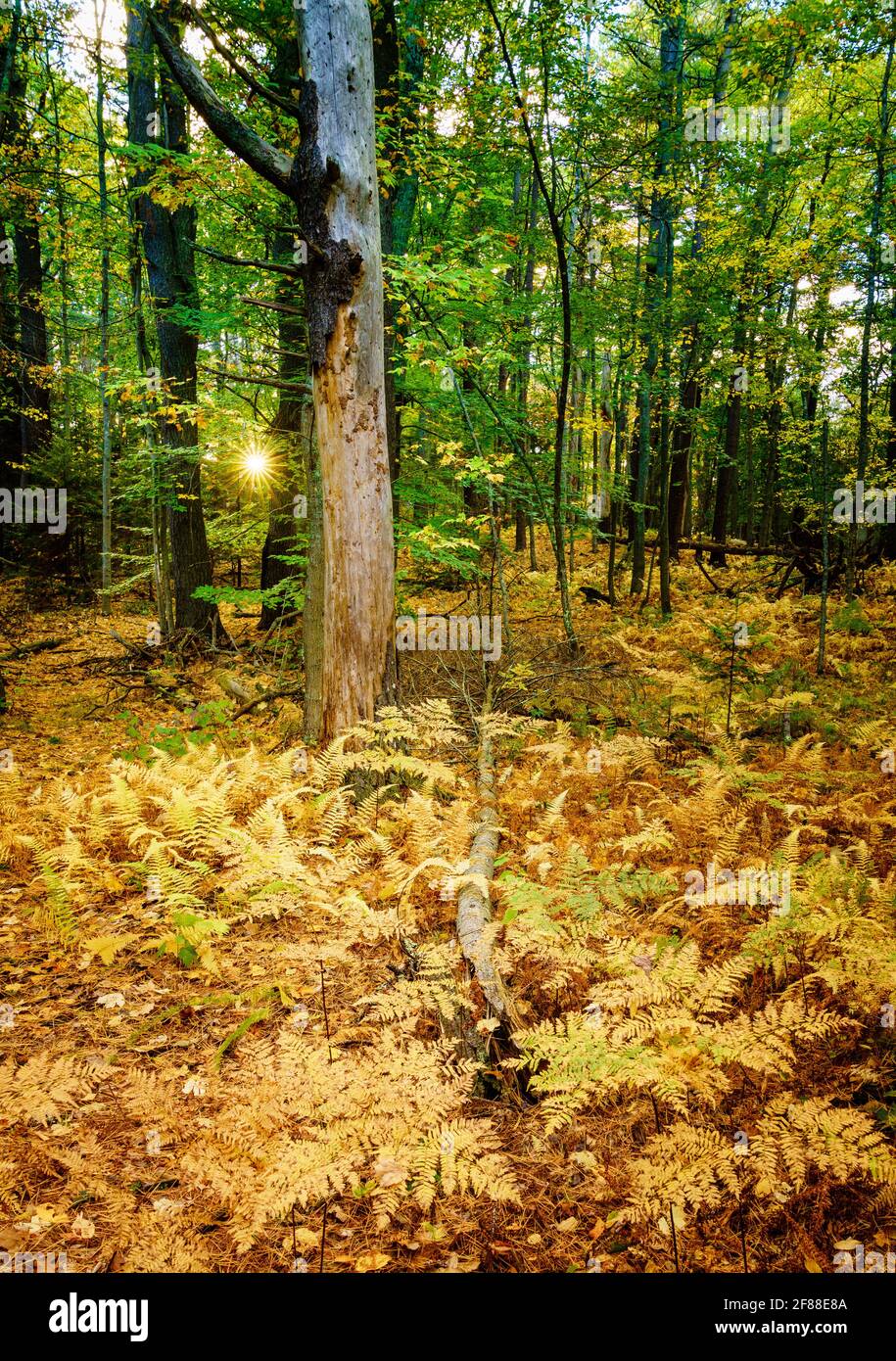 Sun peeking through leaves hi-res stock photography and images - Alamy