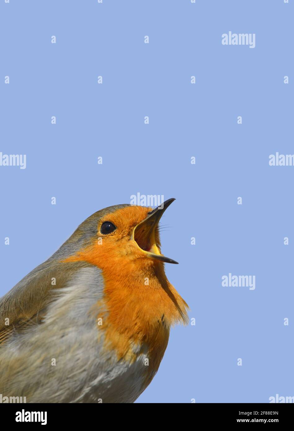 Robin singing with copy space hi-res stock photography and images - Alamy