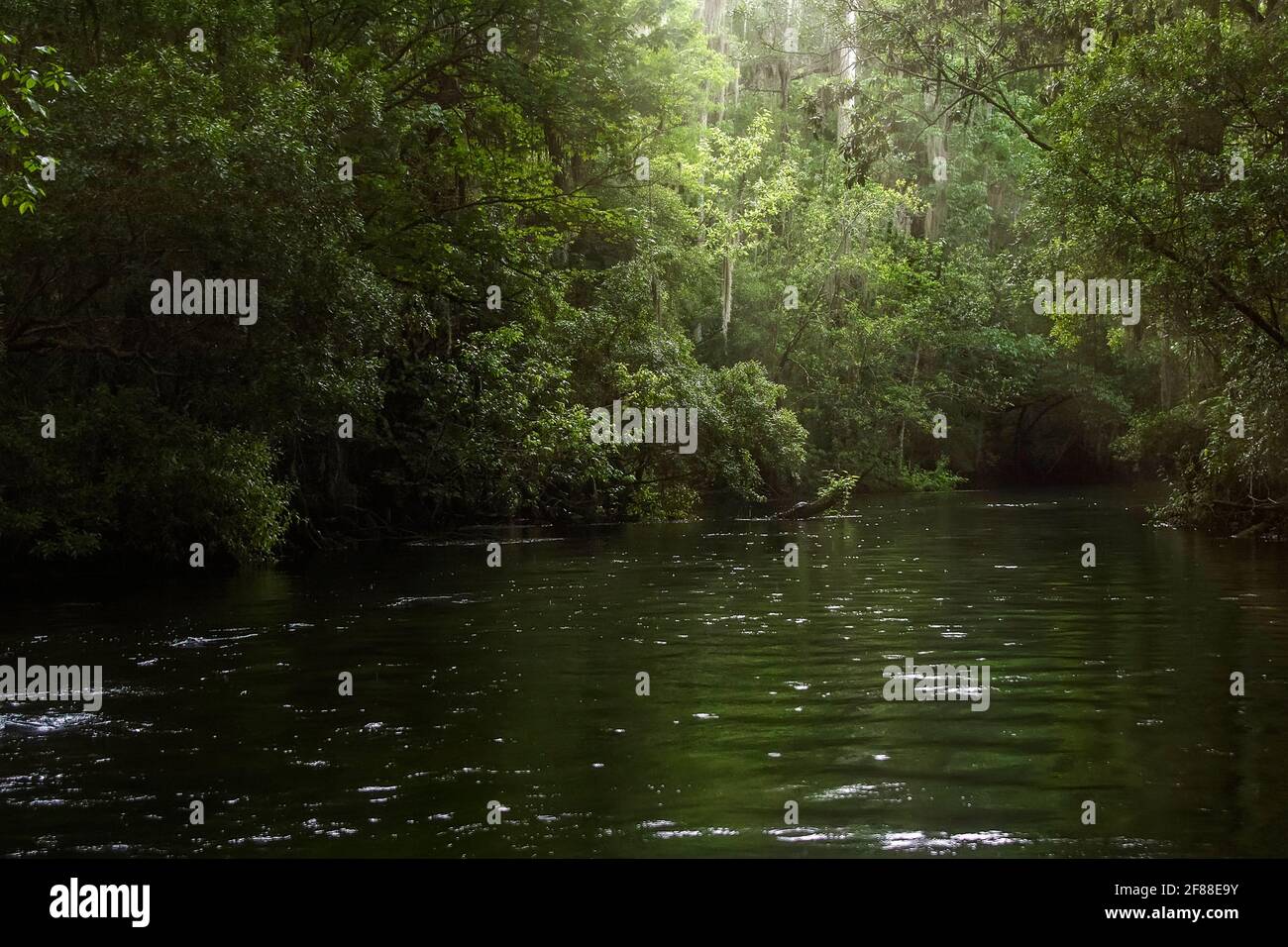 Wakulla spring hi-res stock photography and images - Alamy