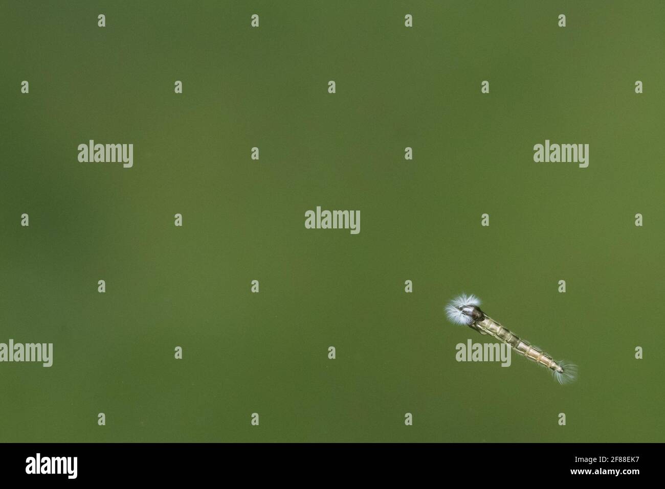 Midge hatching from larval form on water surface. Surrey, UK Stock ...