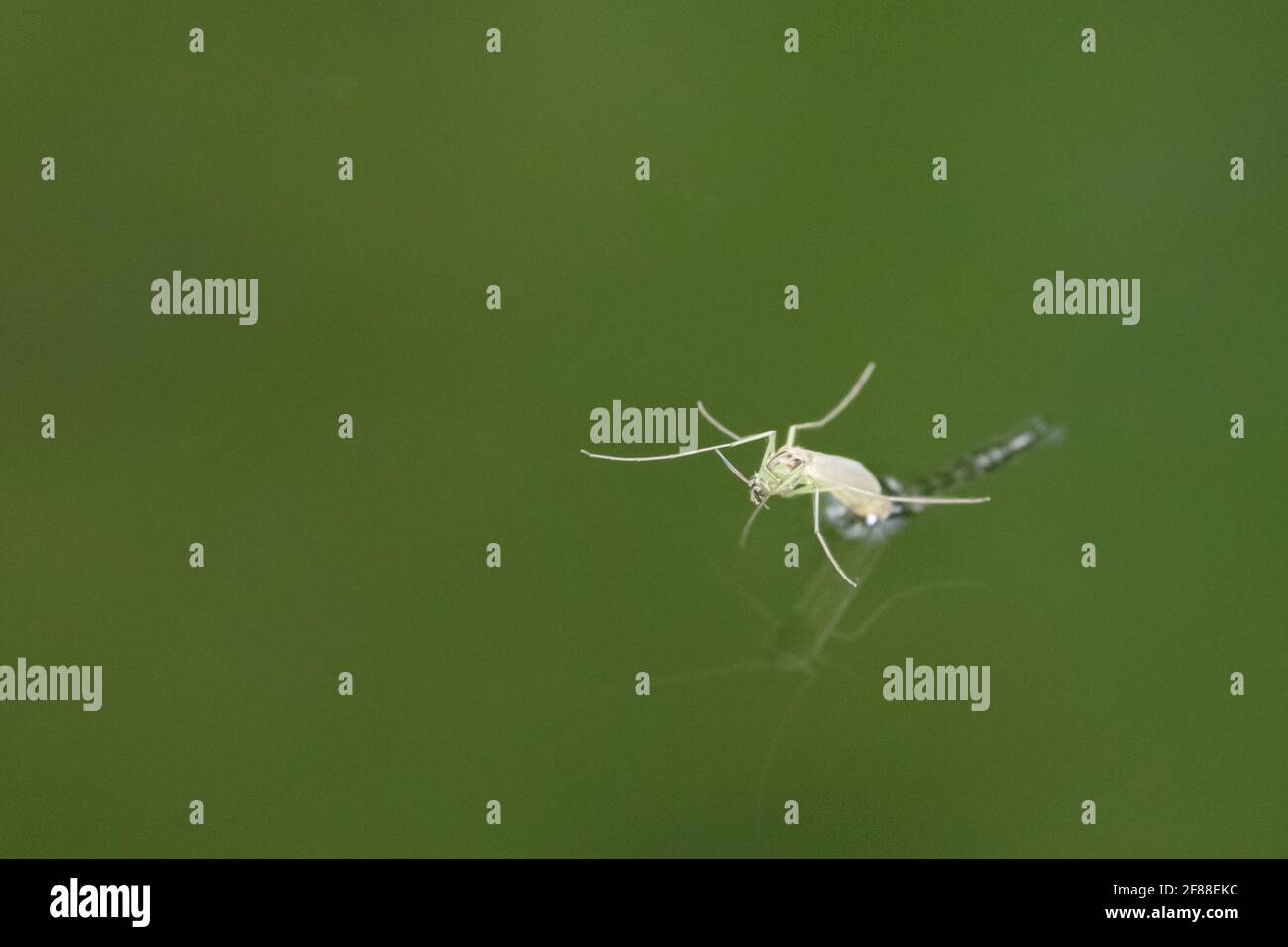 Midge hatching from larval form on water surface. Surrey, UK Stock ...