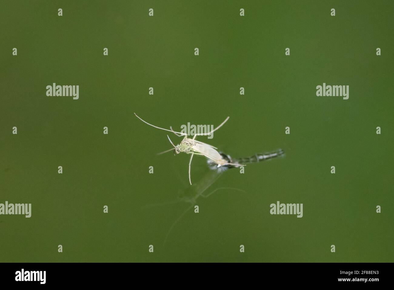 Midge hatching from larval form on water surface. Surrey, UK Stock ...