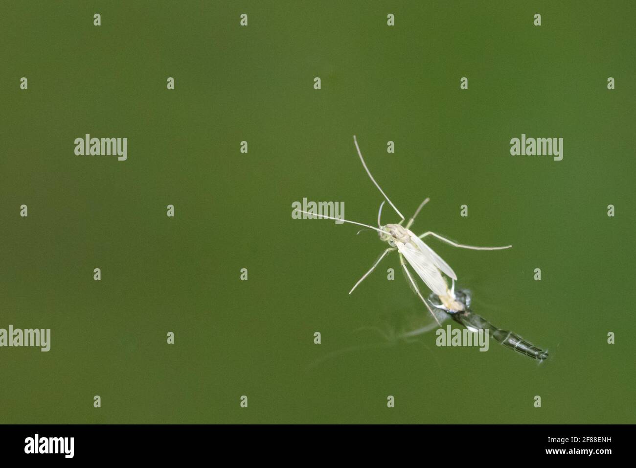Midge uk water hi-res stock photography and images - Alamy