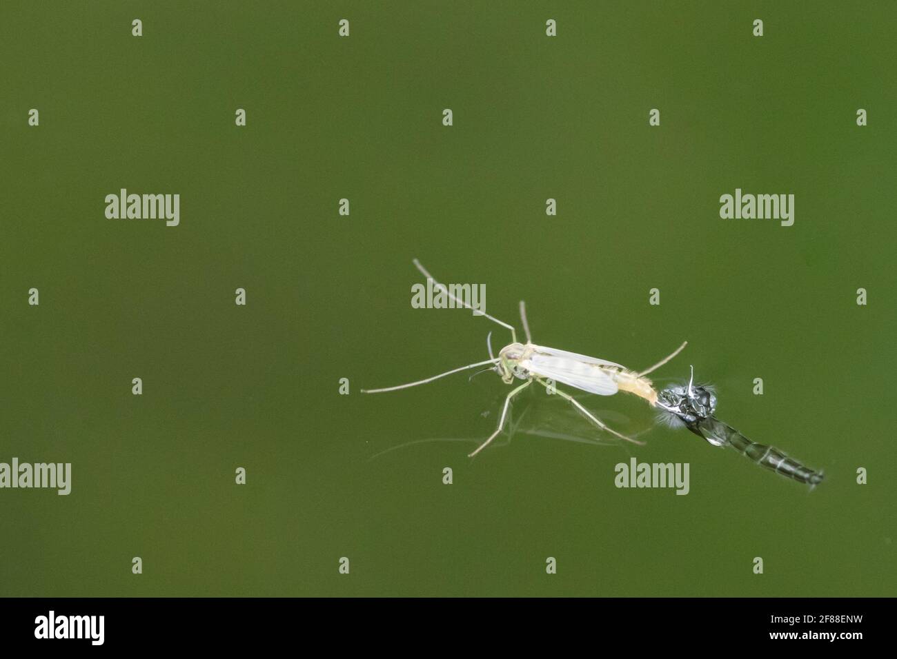 Midge hatching from larval form on water surface. Surrey, UK Stock ...