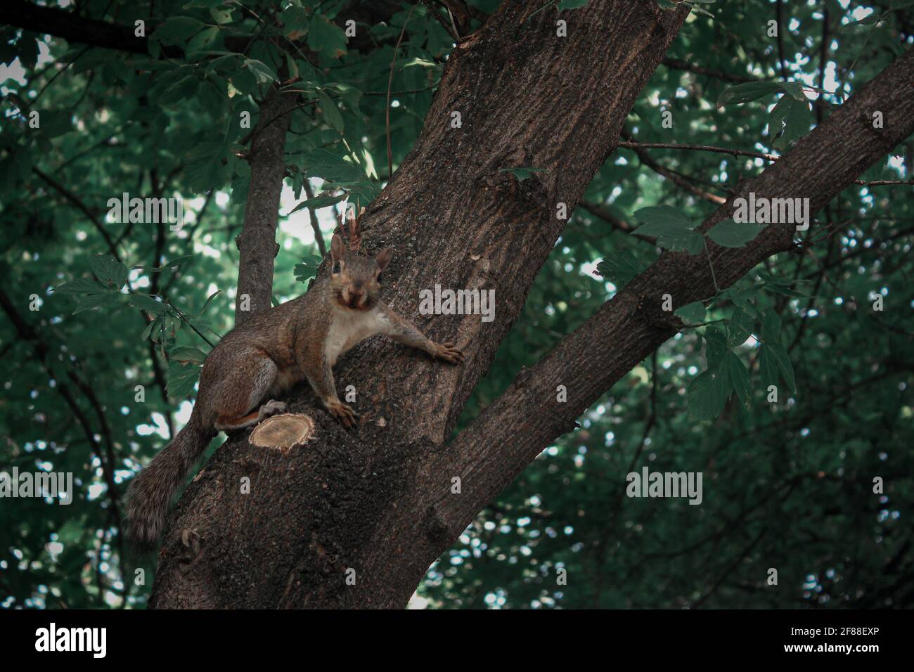 Square trunk tree hi-res stock photography and images - Alamy