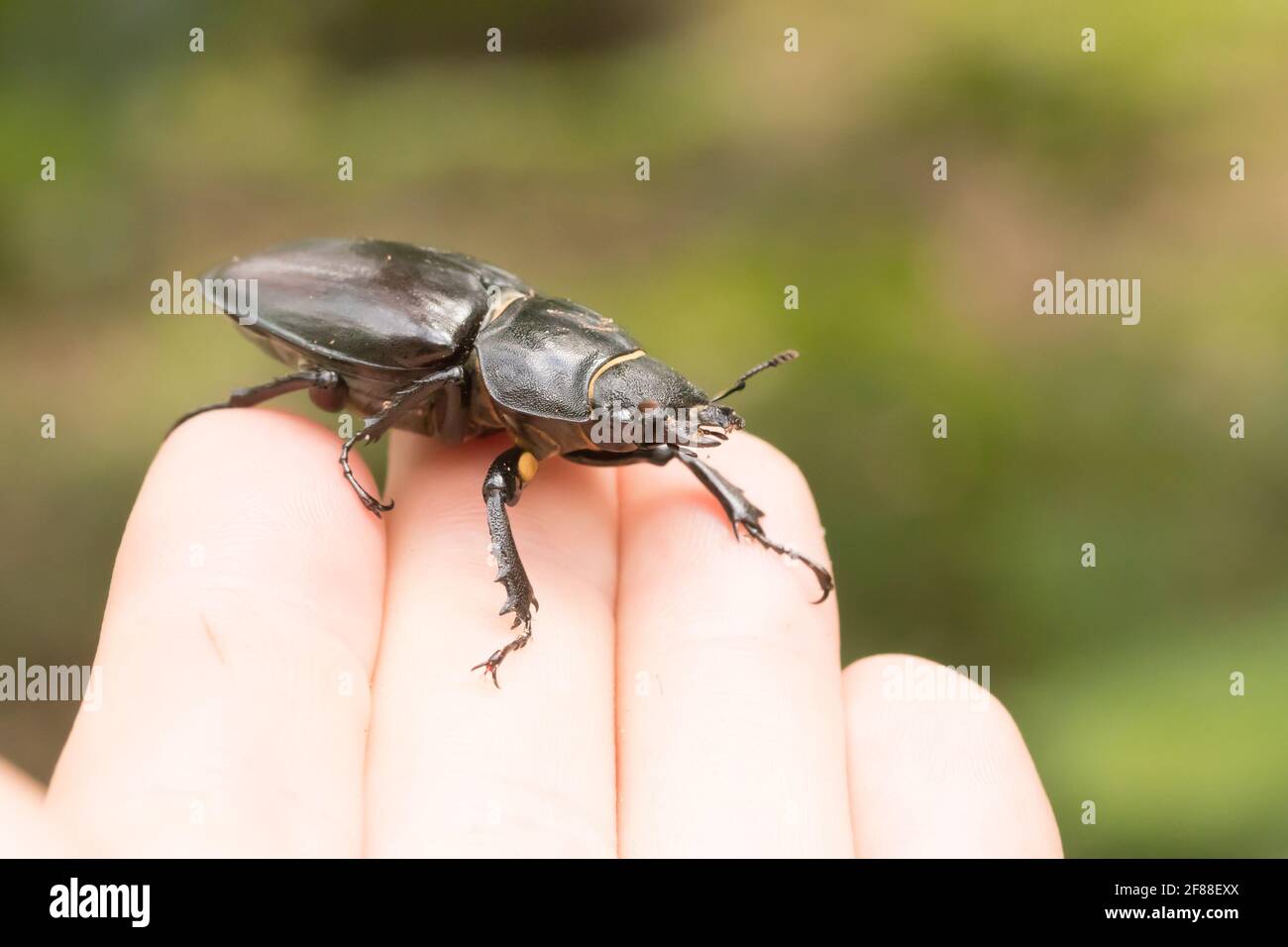 Female stag beetle uk hi-res stock photography and images - Alamy