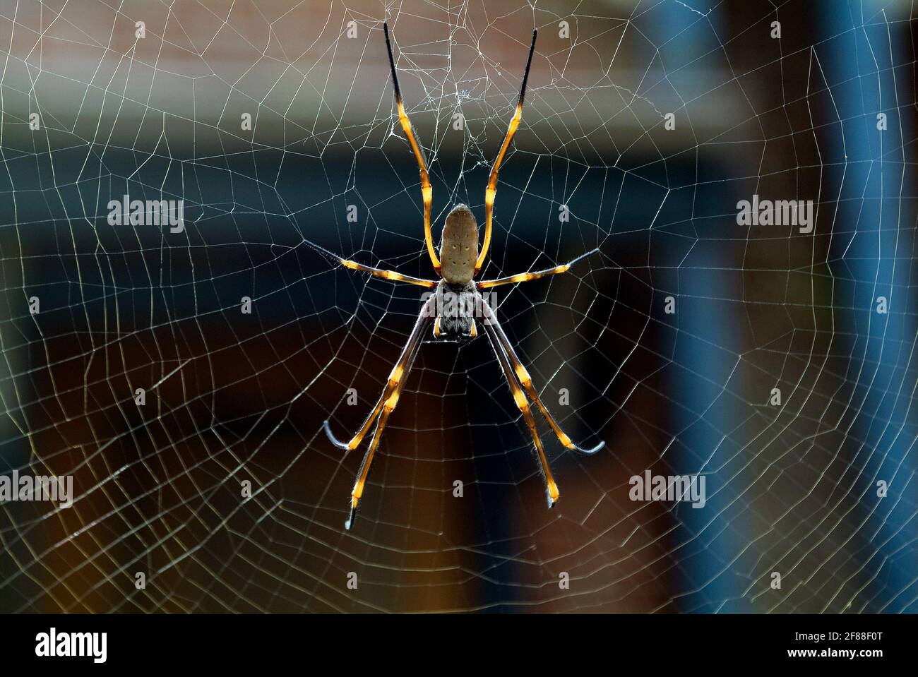 Australia, Australian Huntback Spider in spider net Stock Photo - Alamy