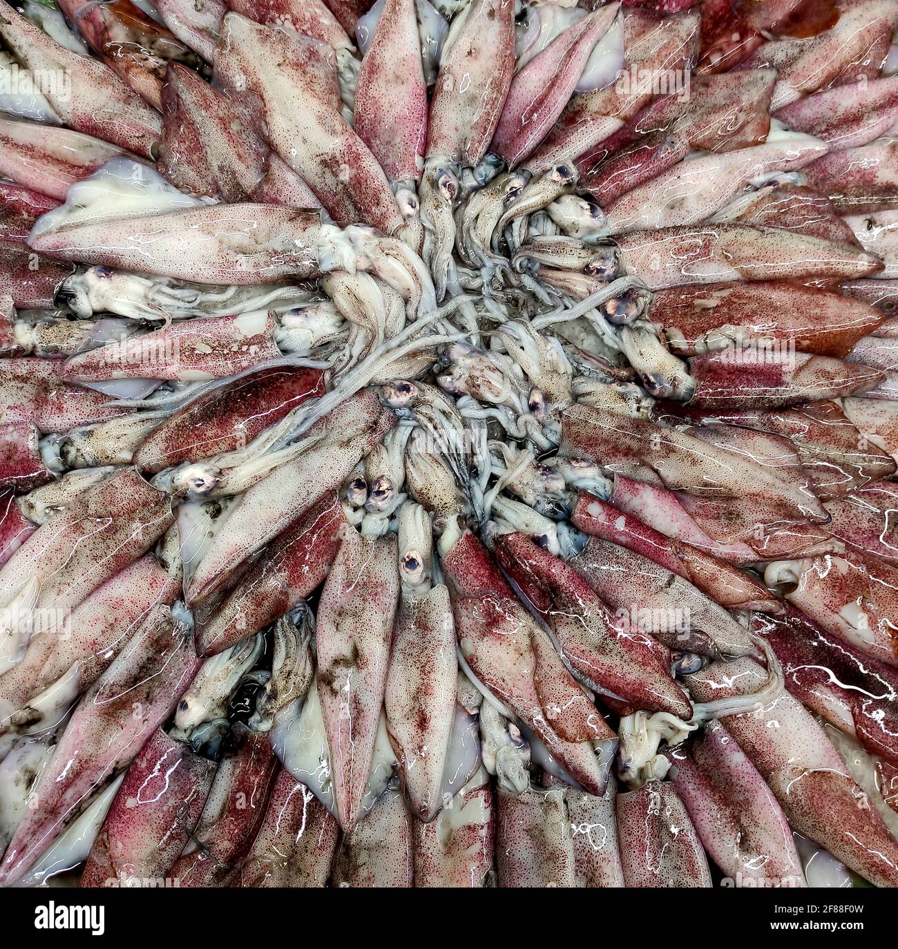 Squids on the market Stock Photo - Alamy