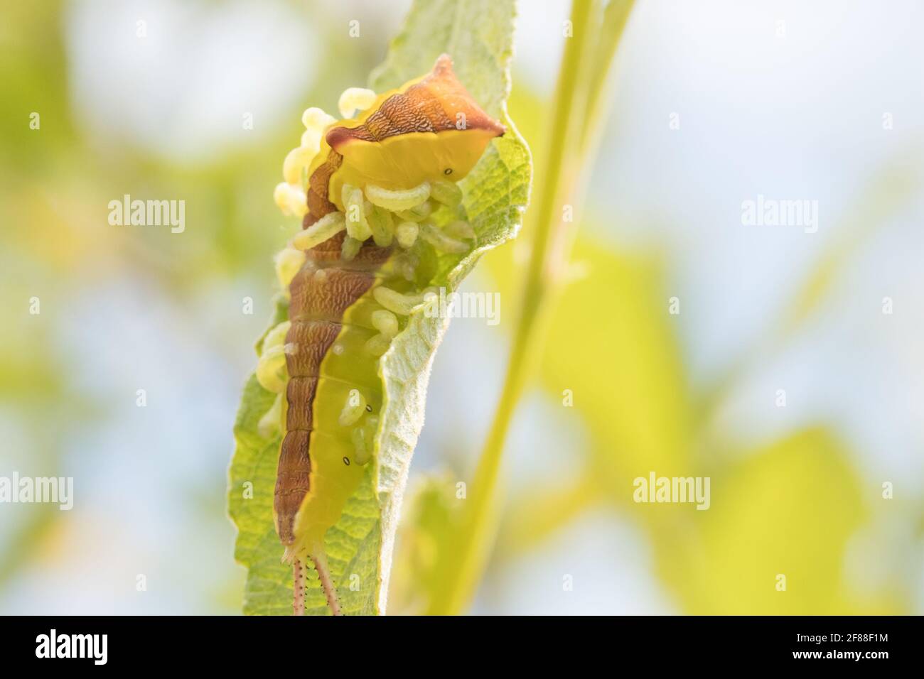 Wasp larvae caterpillar hi-res stock photography and images - Alamy