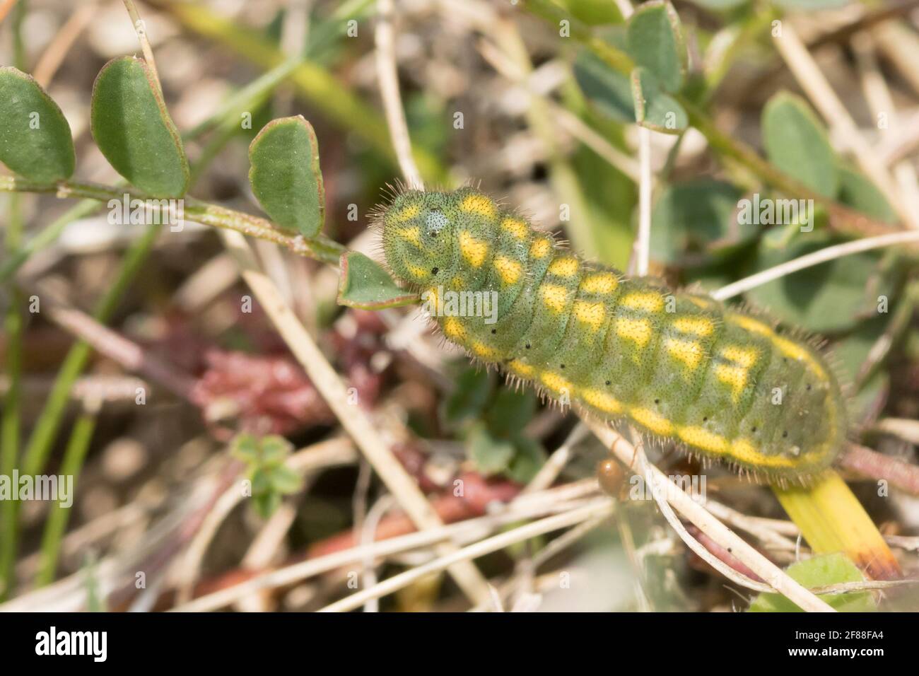 Adonis blue butterfly caterpillar hi-res stock photography and images ...