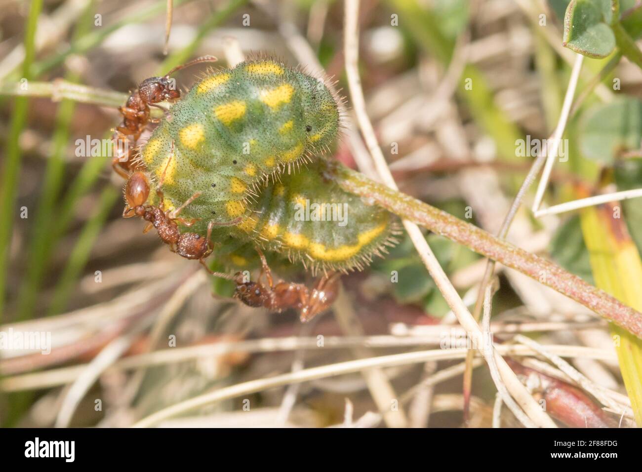 Adonis blue butterfly caterpillar hi-res stock photography and images ...