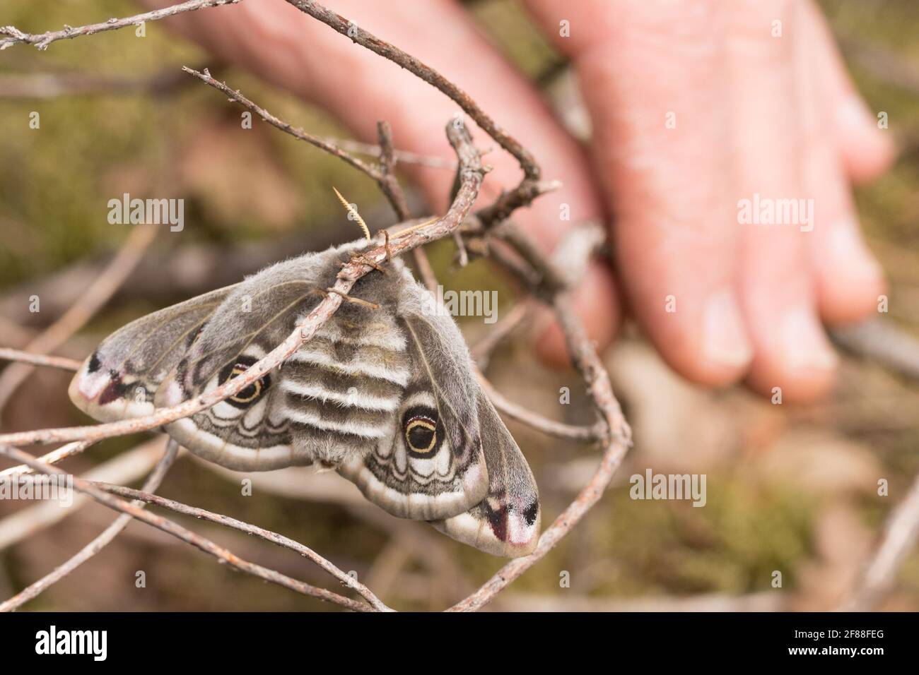 Emperor moth (Saturnia pavonia) female freshly emerged. Surrey, UK ...