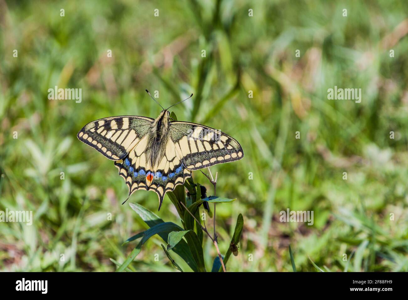 Old world swallowtail hi-res stock photography and images - Alamy