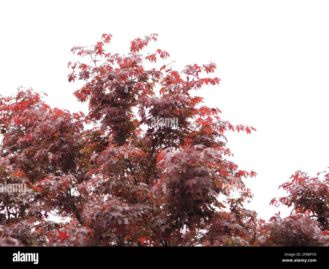 maple acer (scientific name Acer Rubrum) tree Stock Photo - Alamy