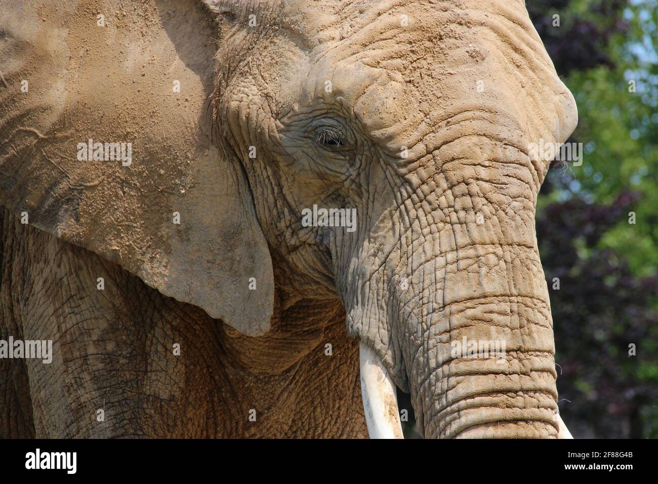 african elephant in a zoo in france Stock Photo - Alamy