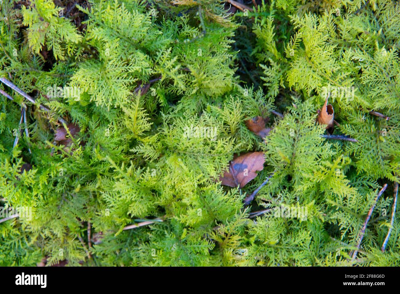 Slender beaked moss hi-res stock photography and images - Alamy