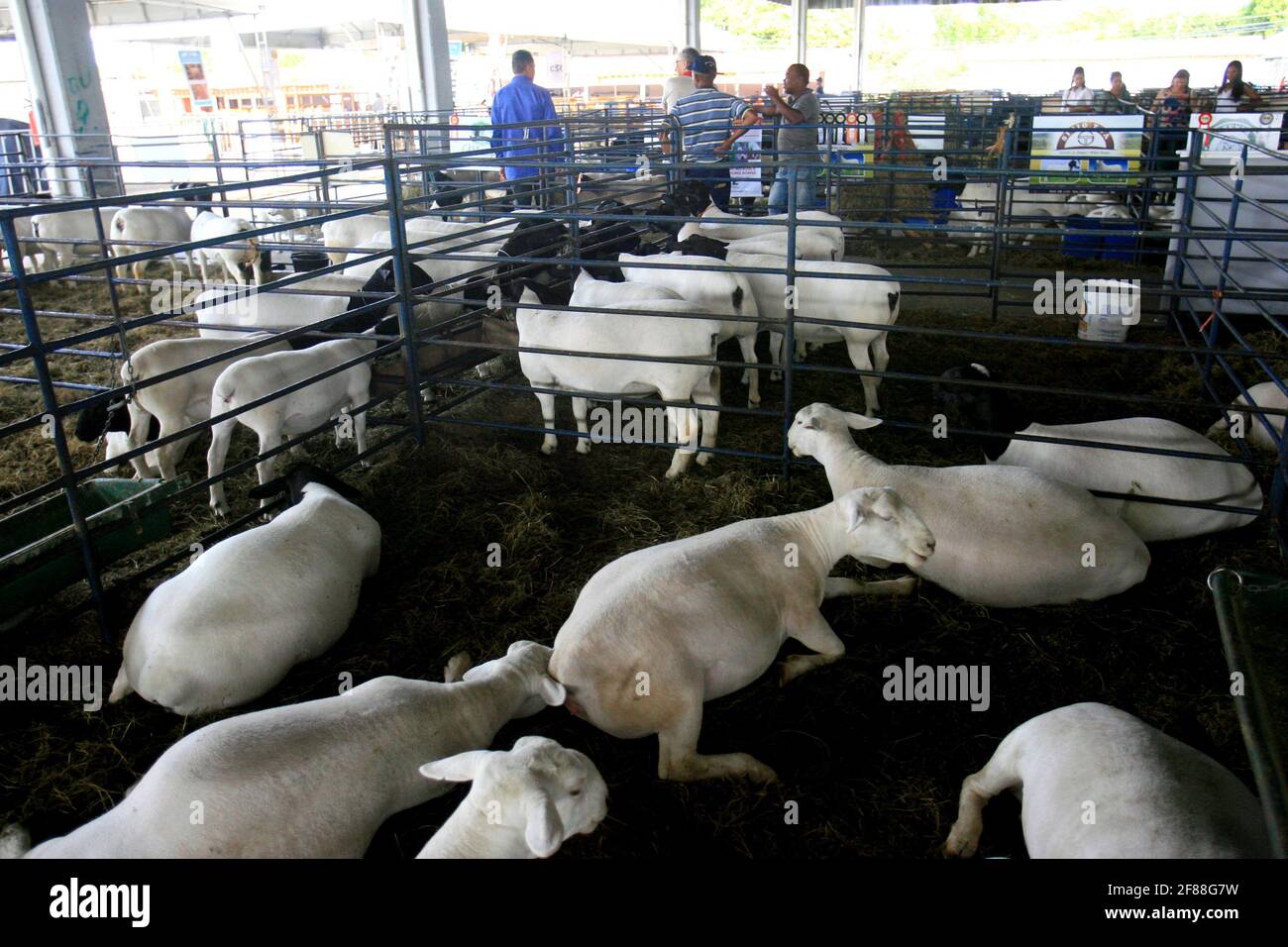 salvador, bahia / brazil - december 2, 2016: Sheep breeding is seen in ...