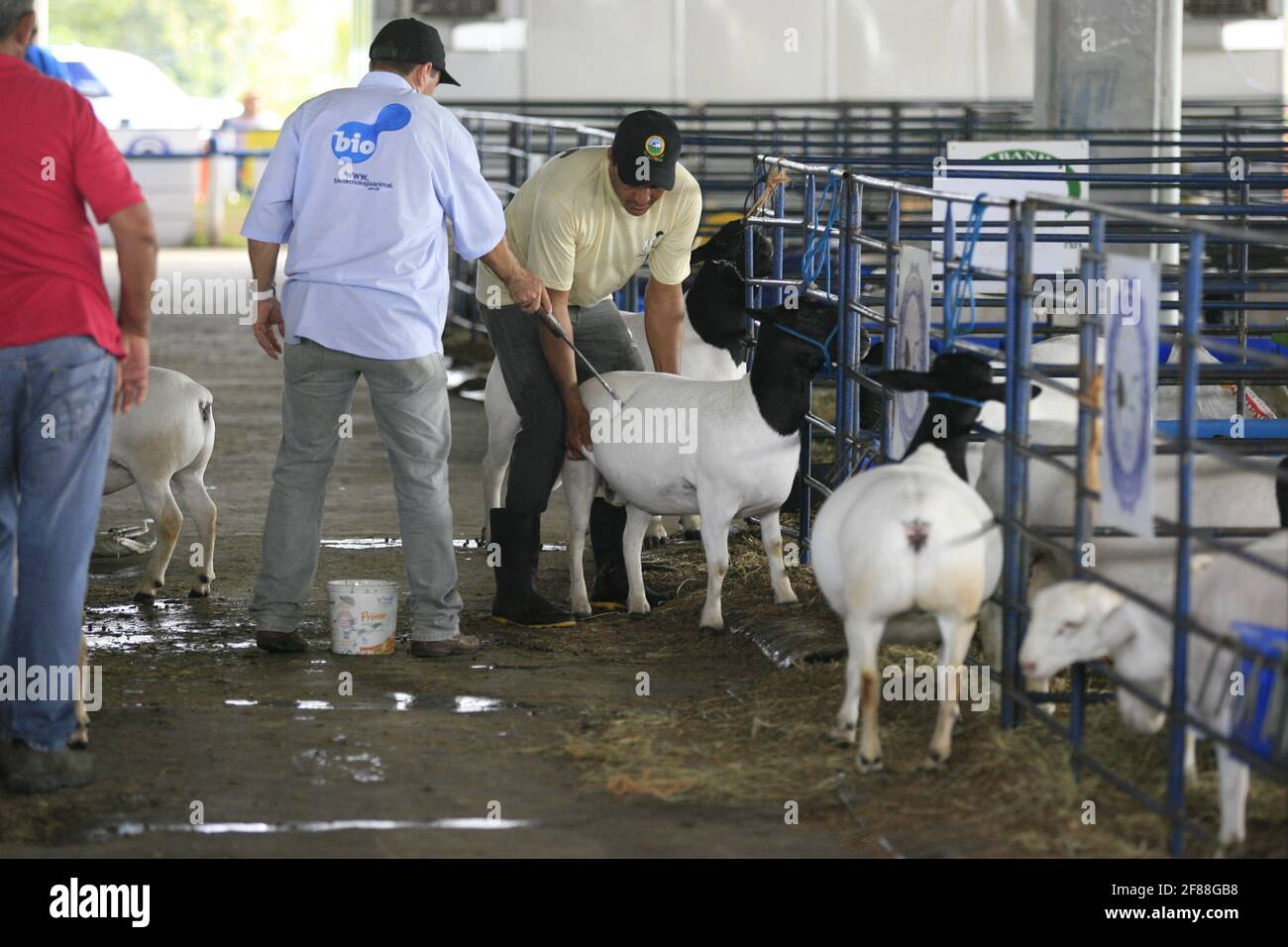 salvador, bahia / brazil - december 2, 2016: Sheep breeding is seen in ...