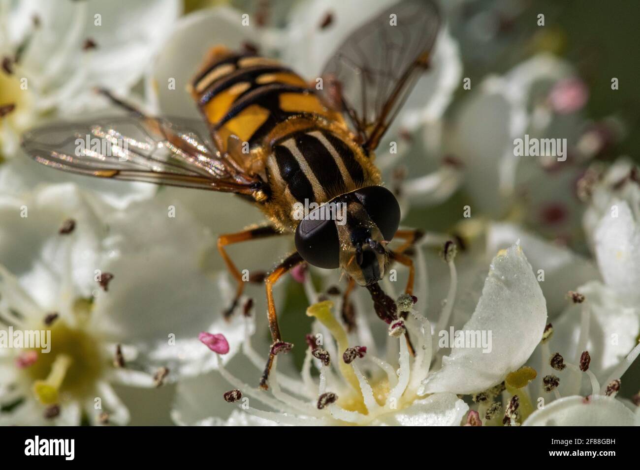 Showing parts of exoskeleton hi-res stock photography and images - Alamy