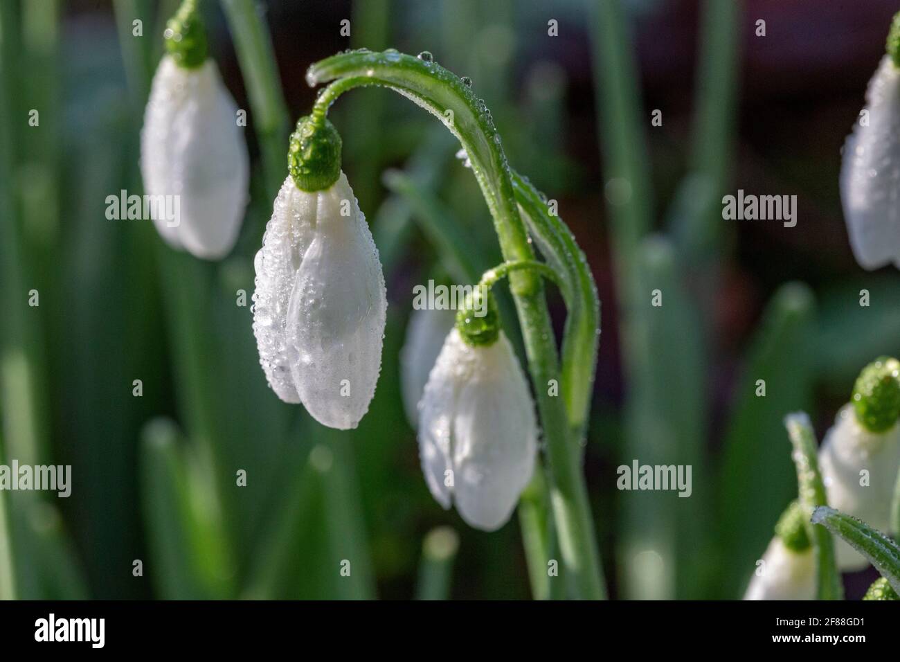 Snowdrop flowers in woodland habitat hi-res stock photography and ...
