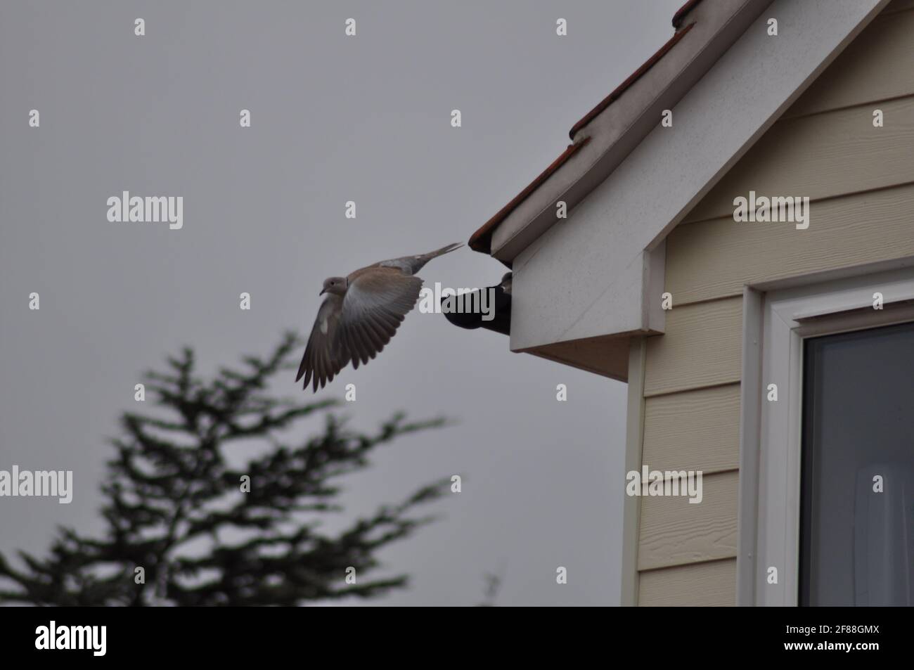 Diving Collared Dove Stock Photo - Alamy