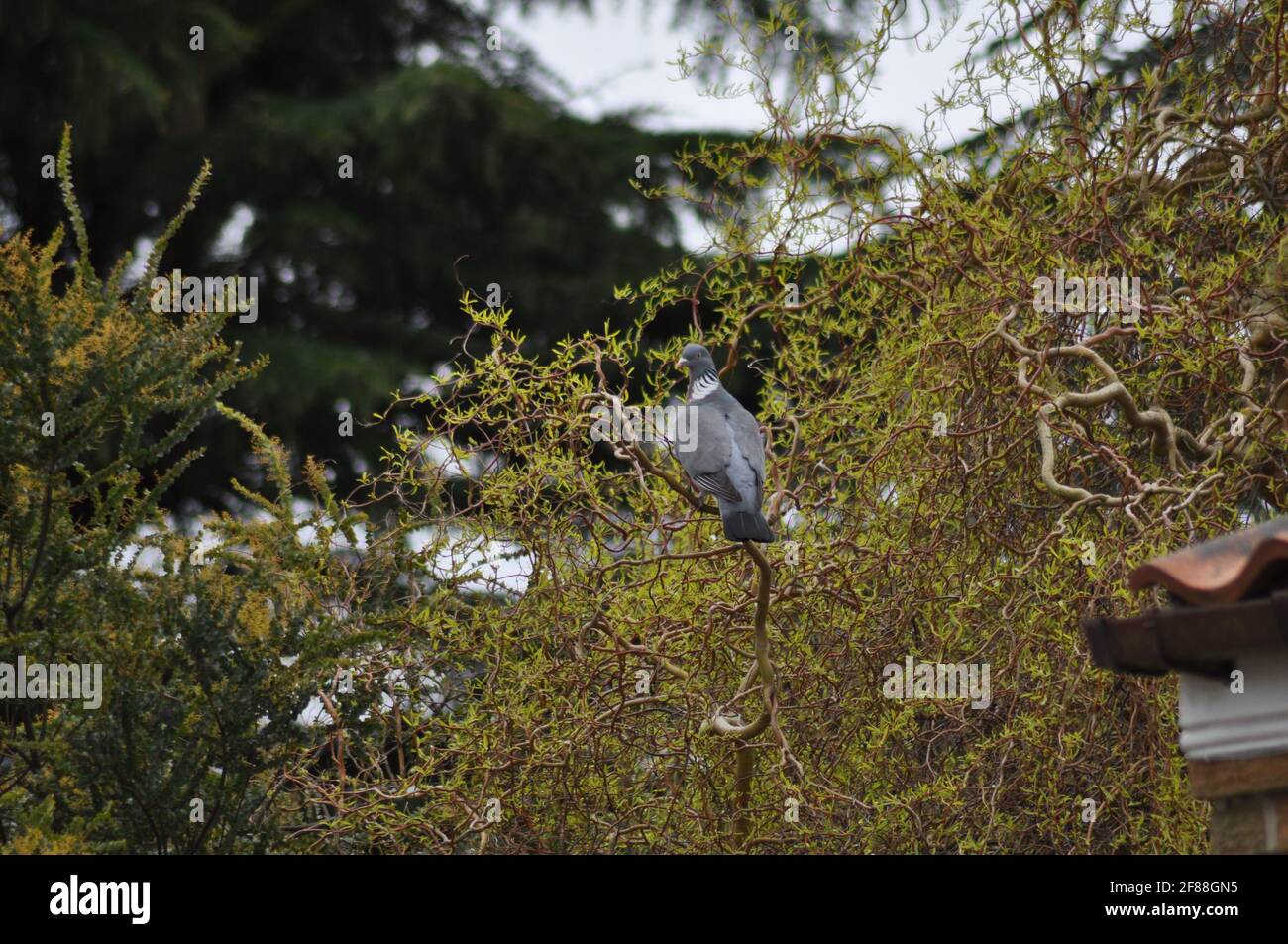 Twisted Neck High Resolution Stock Photography and Images - Alamy
