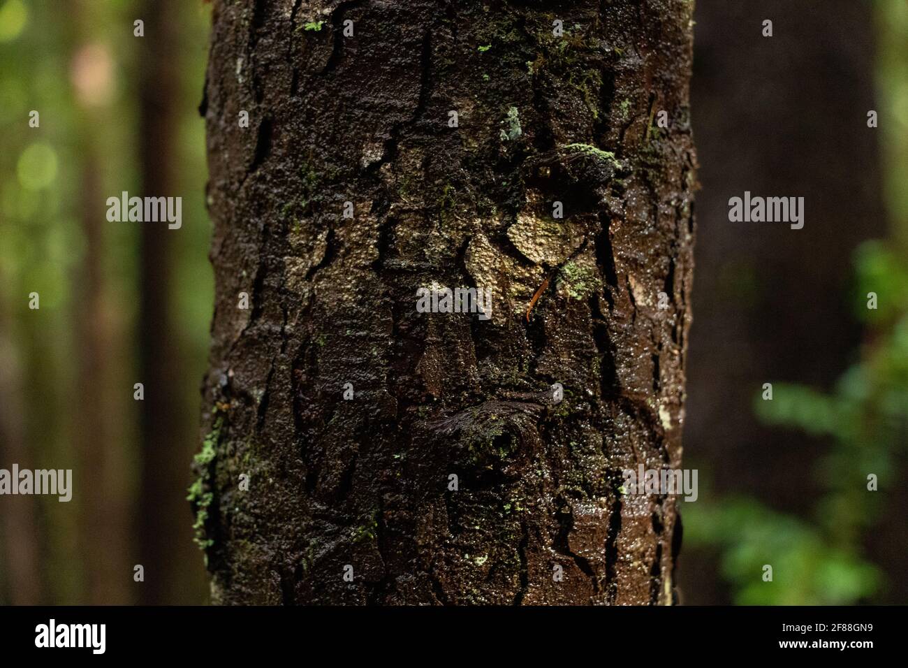 Skinny tree hi-res stock photography and images - Alamy
