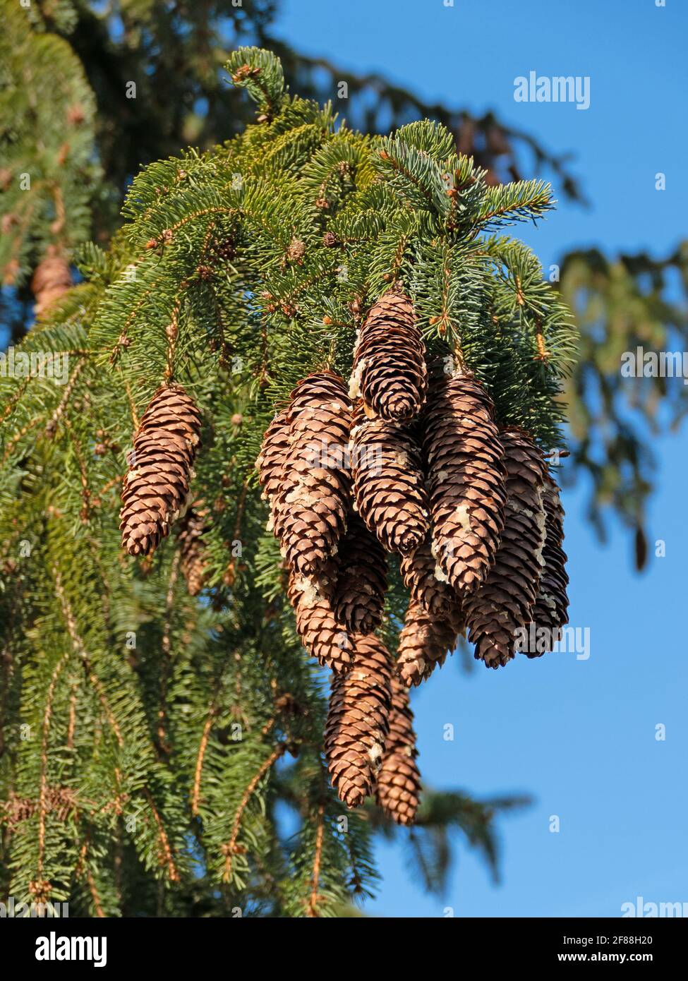 Ripe spruce cones on the tree Stock Photo - Alamy