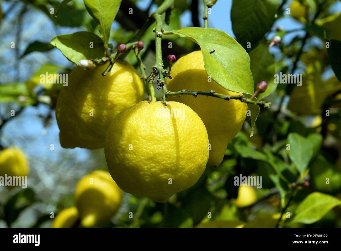 Turkey, lemon tree Stock Photo - Alamy