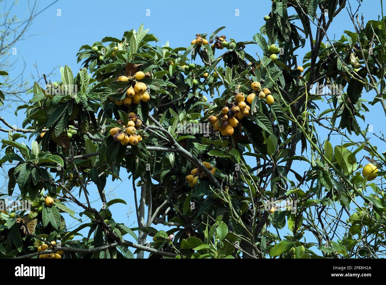 Medlar tree hi-res stock photography and images - Alamy