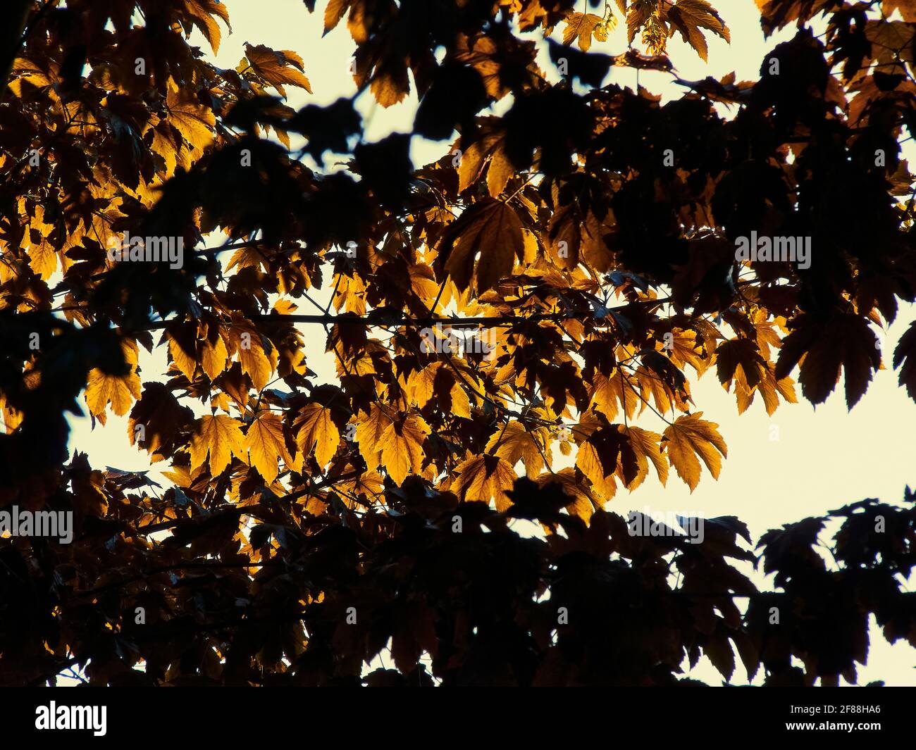 Translucent autumn-coloured leaves, lit from behind by a golden sunset ...