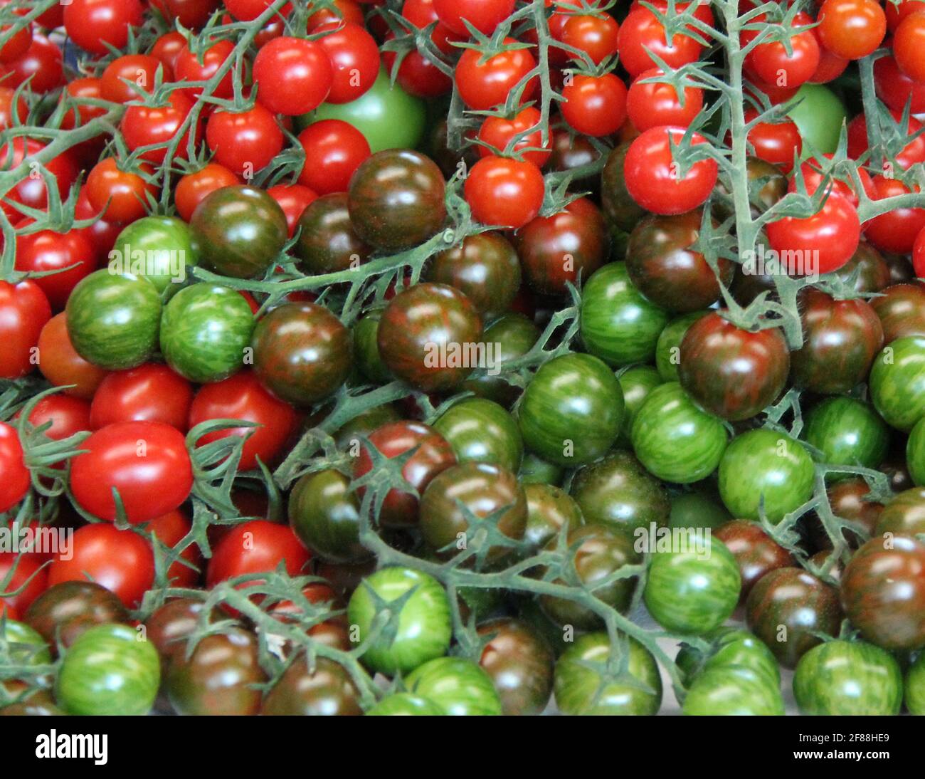 Different coloured tomatoes hi-res stock photography and images - Alamy