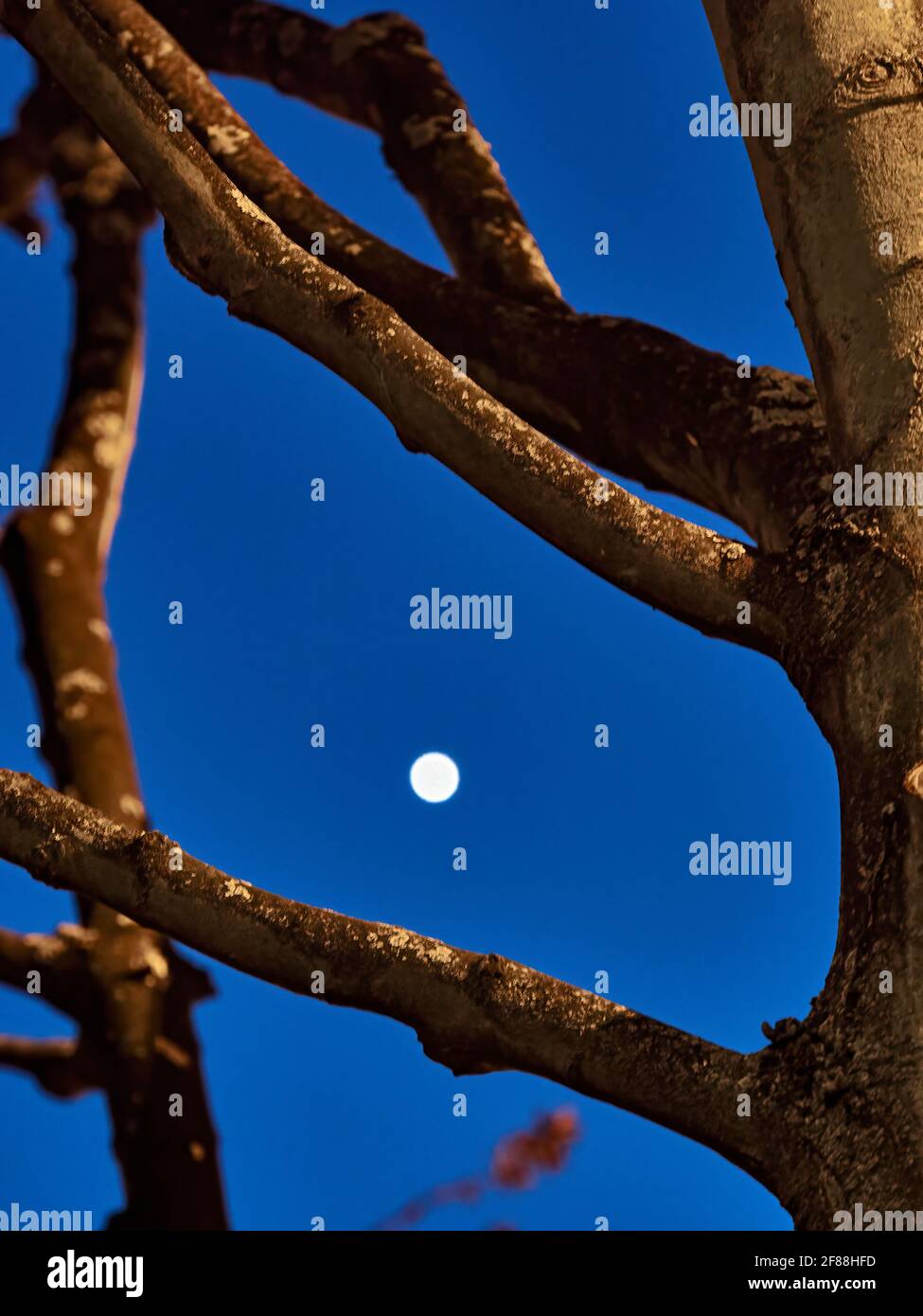 The lichen-covered branches of a tree form a frame around a bright disc ...