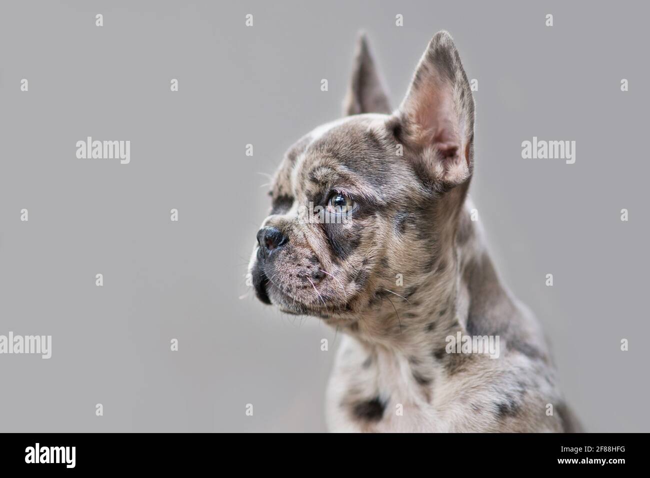 Young merle colored French Bulldog dog puppy with mottled patches in ...