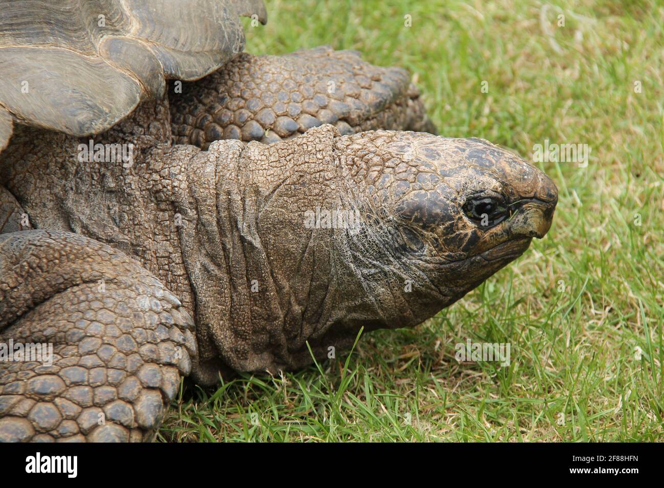 Old tortoise hi-res stock photography and images - Alamy