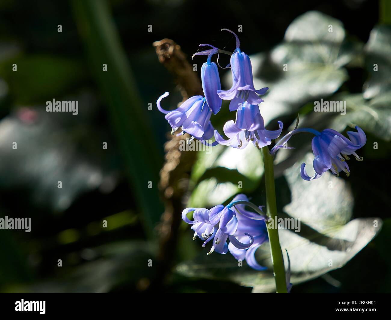 Bell shaped flowers of bluebells hi-res stock photography and images ...