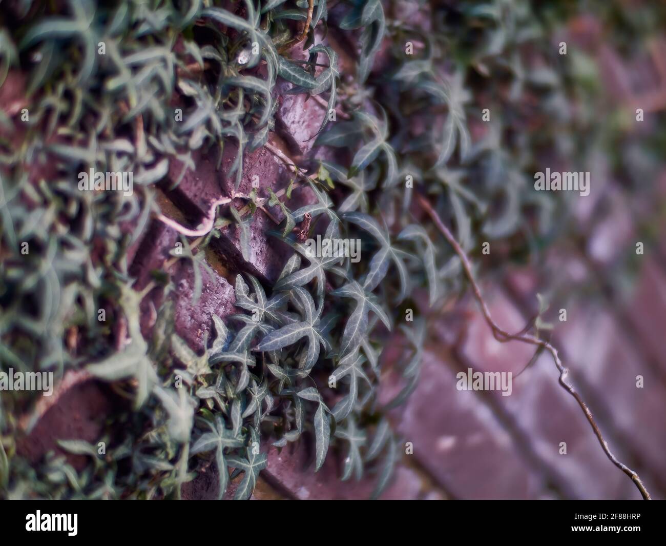Ivy tendrils clambering up a brick wall. The slight chromatic ...