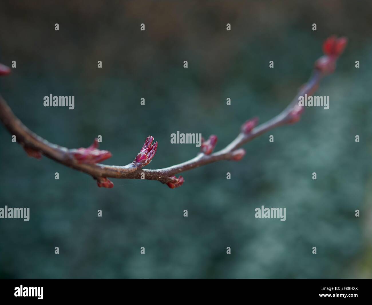 Beauty buds garden hi-res stock photography and images - Alamy