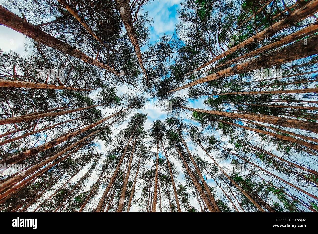 Bottom view of the trees. Pine forest background. Green foliage against ...