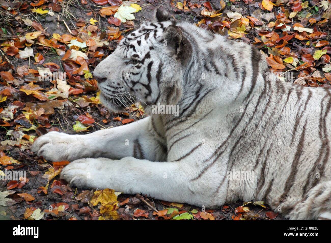 white tiger in a zoo in france Stock Photo - Alamy