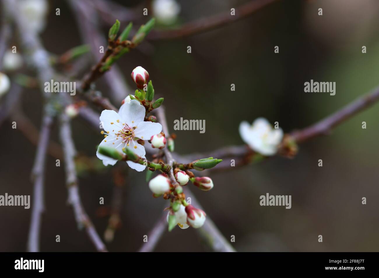 Up of cherry hi-res stock photography and images - Alamy
